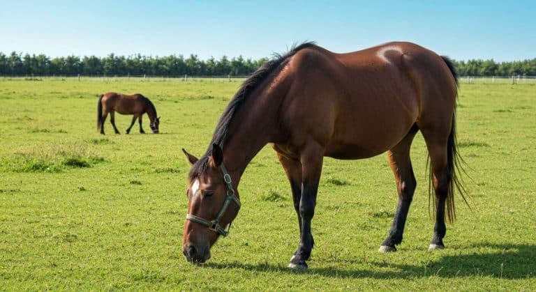 Notions Clés pour Alimenter Votre Cheval