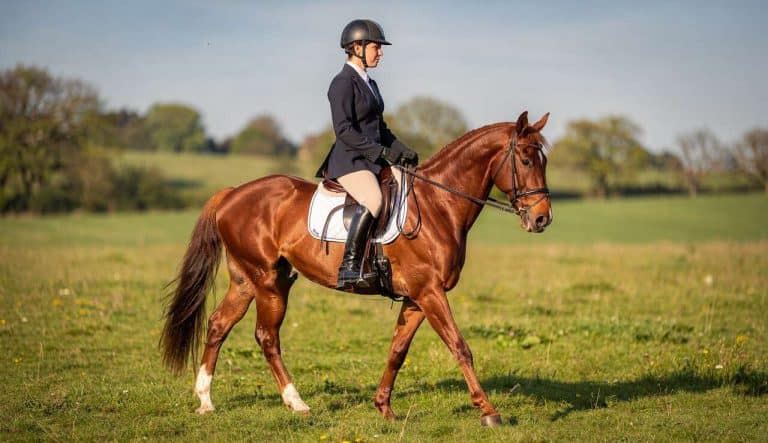 Améliorez la posture de votre cheval : techniques d'incurvation pour un ...